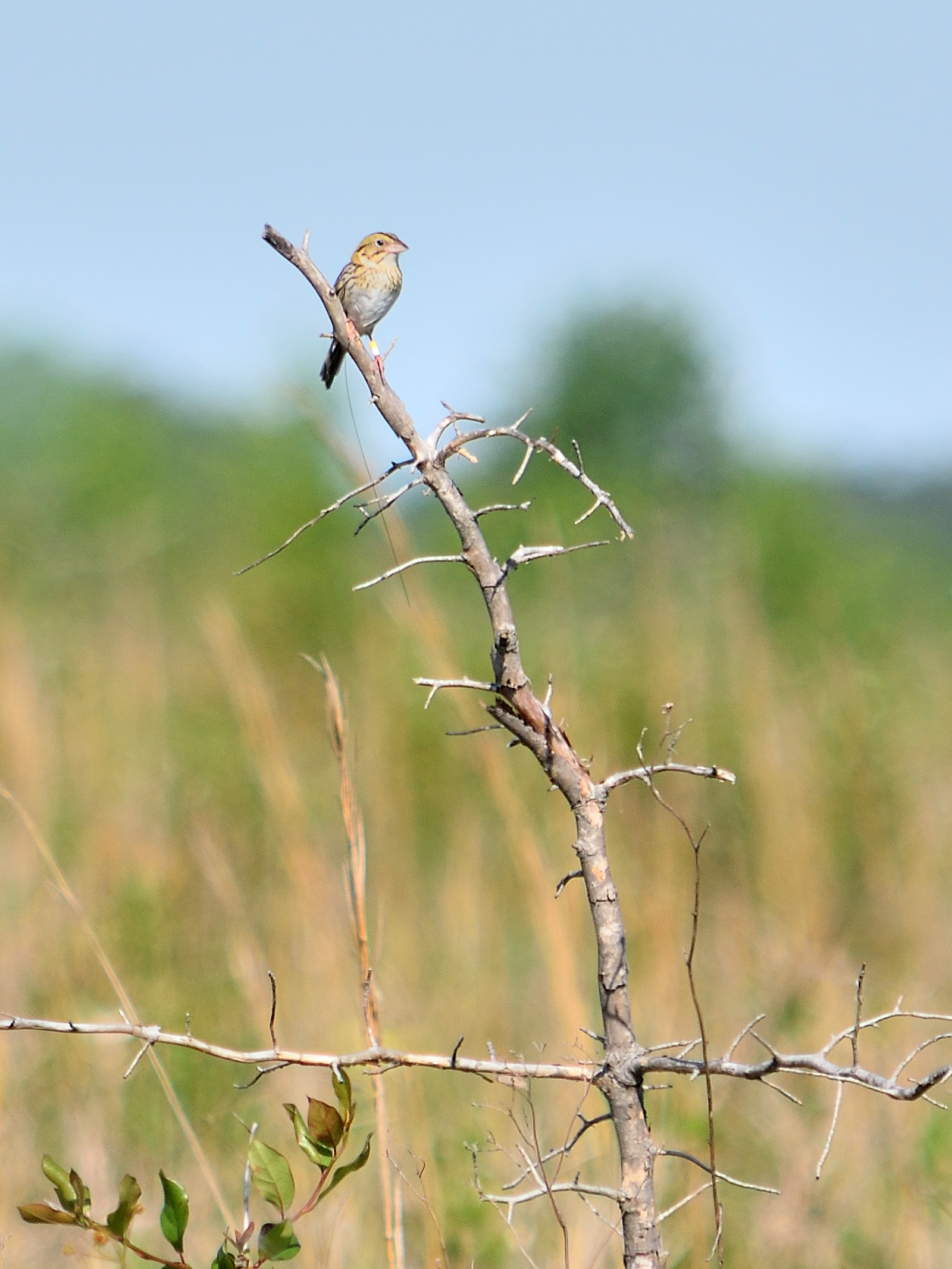 Quantitative Ecology Lab – NCSU