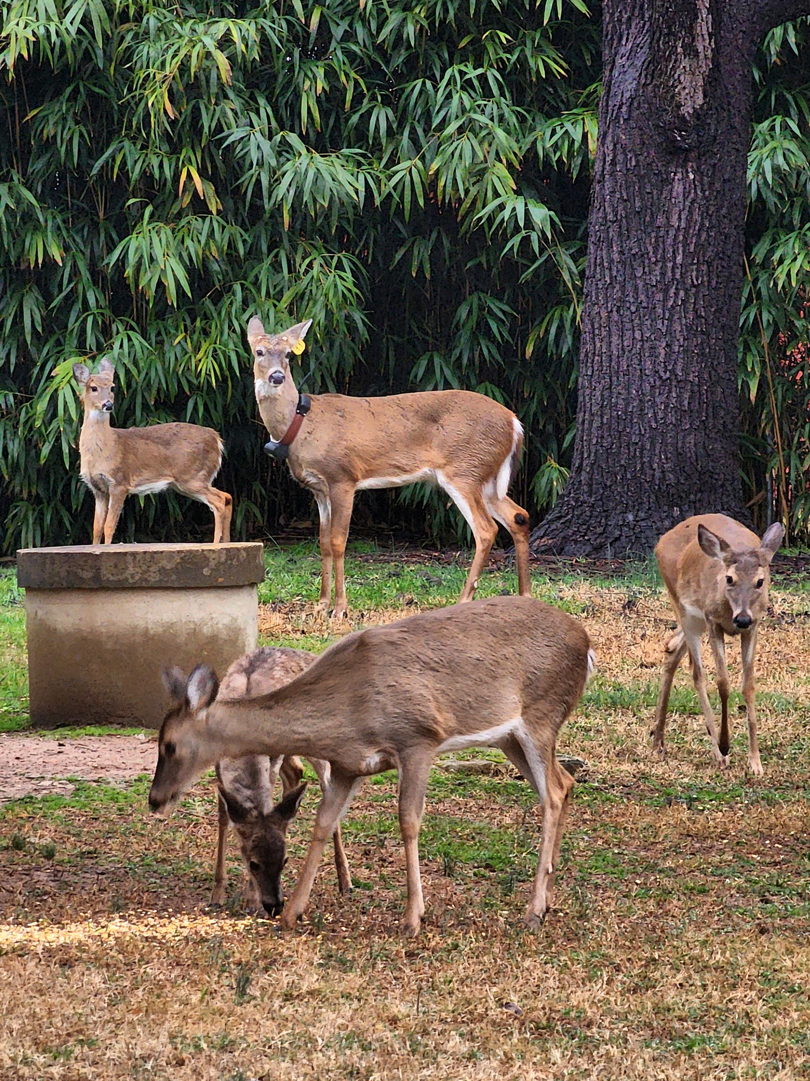 Quantitative Ecology Lab – NCSU