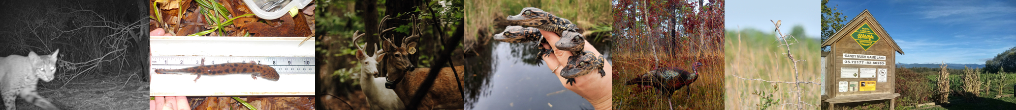 Quantitative Ecology Lab – NCSU